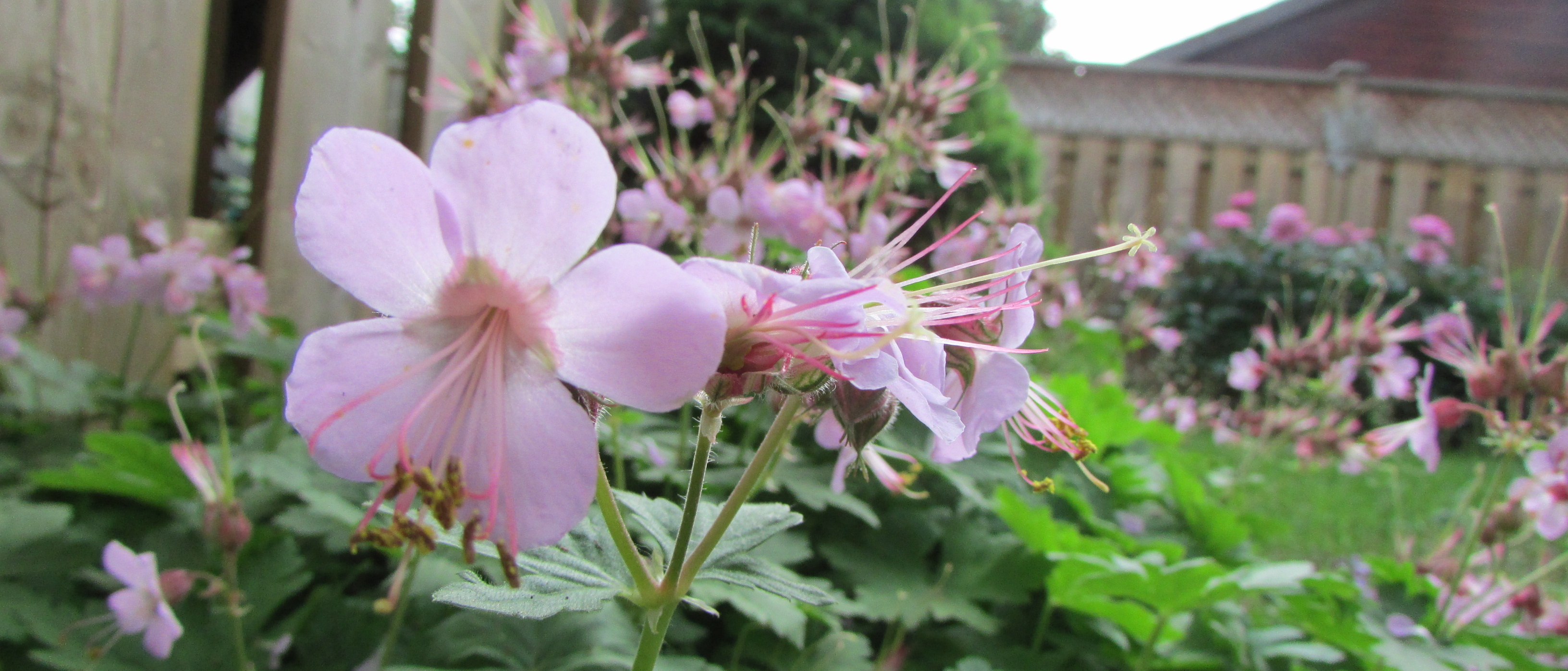 Spring Season Pink Flowers - Jamie Ridler Studios