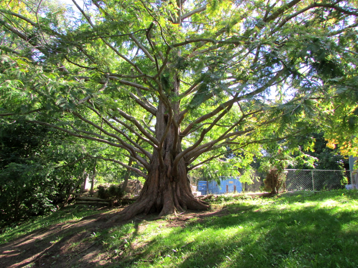 Visiting the Toronto Botanical Gardens - Jamie Ridler Studios
