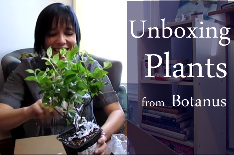 Unboxing: Spring Plants for the Garden - Jamie Ridler Studios