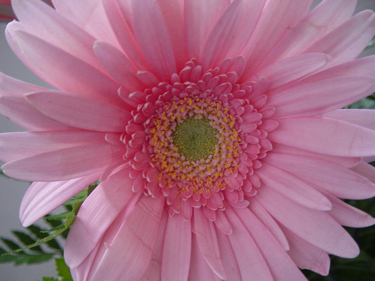 Pink Flower - Jamie Ridler Studios