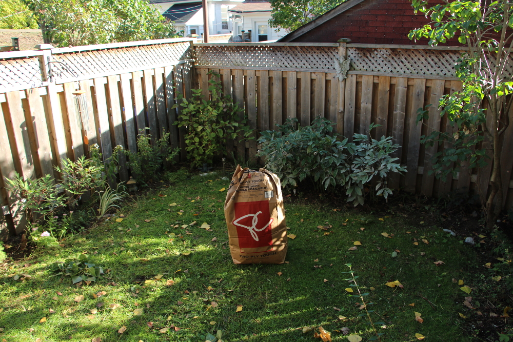Finding Beauty in My Neglected Garden - Jamie Ridler Studios