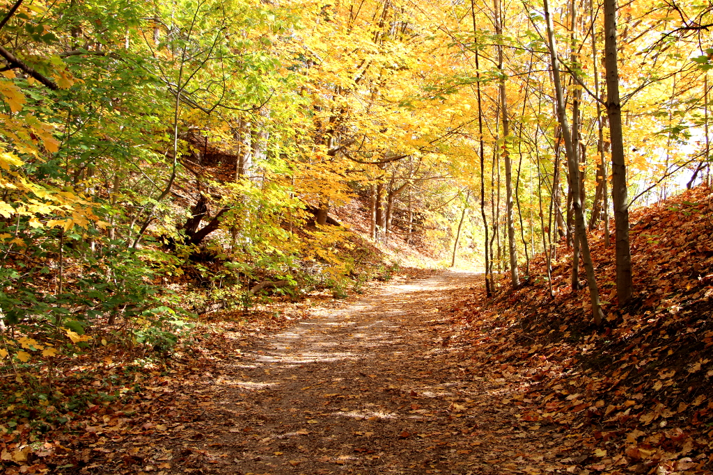 JRS BW Yellow Fall - Jamie Ridler Studios