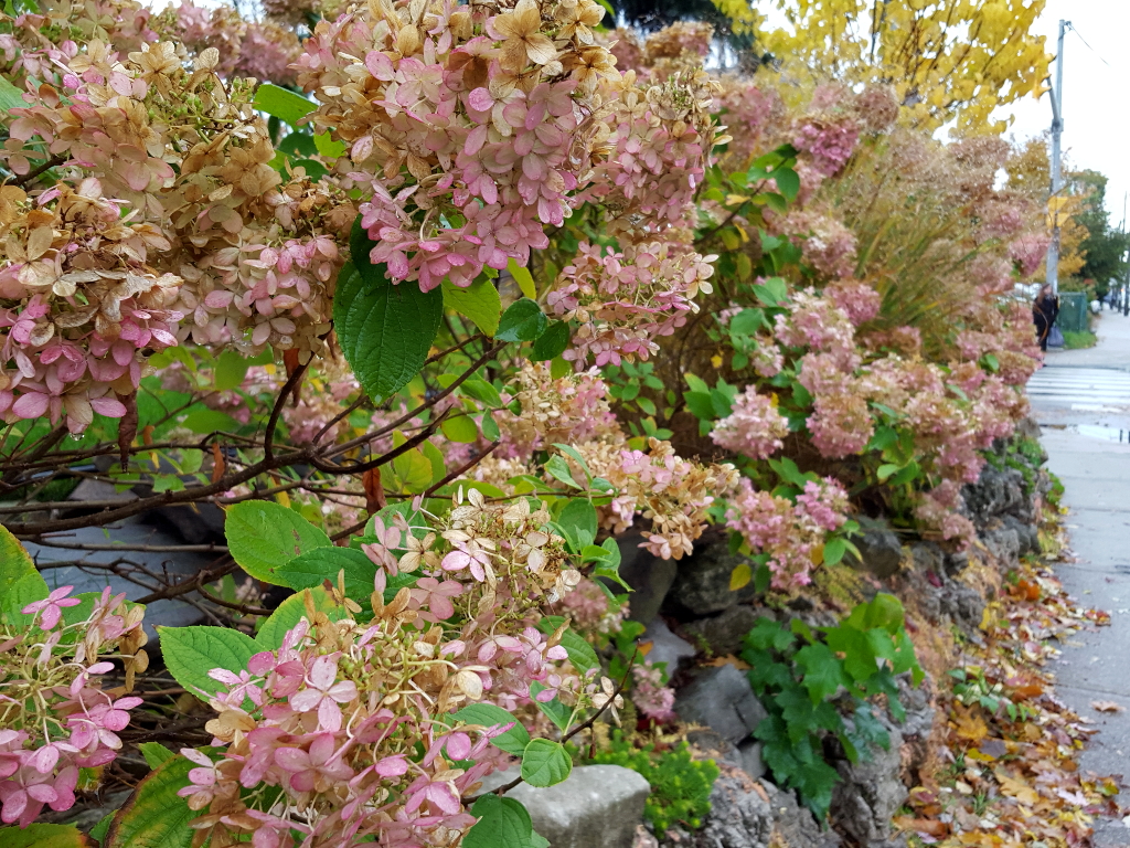 JRS 2017-11-12 Hydrangea Row - Jamie Ridler Studios