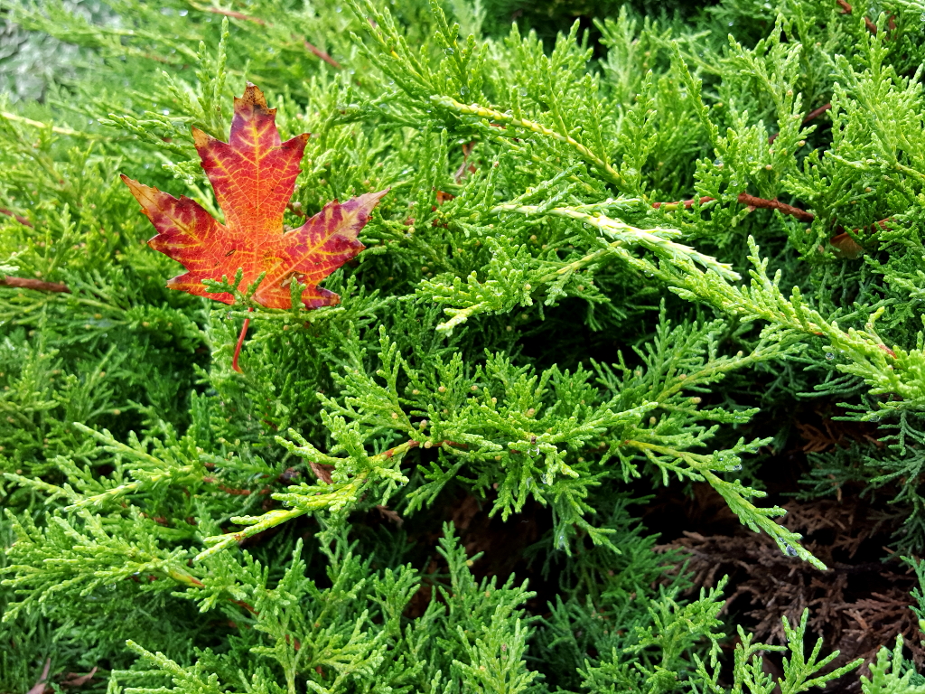 JRS 2017-11-12 Maple Leaf and Green - Jamie Ridler Studios
