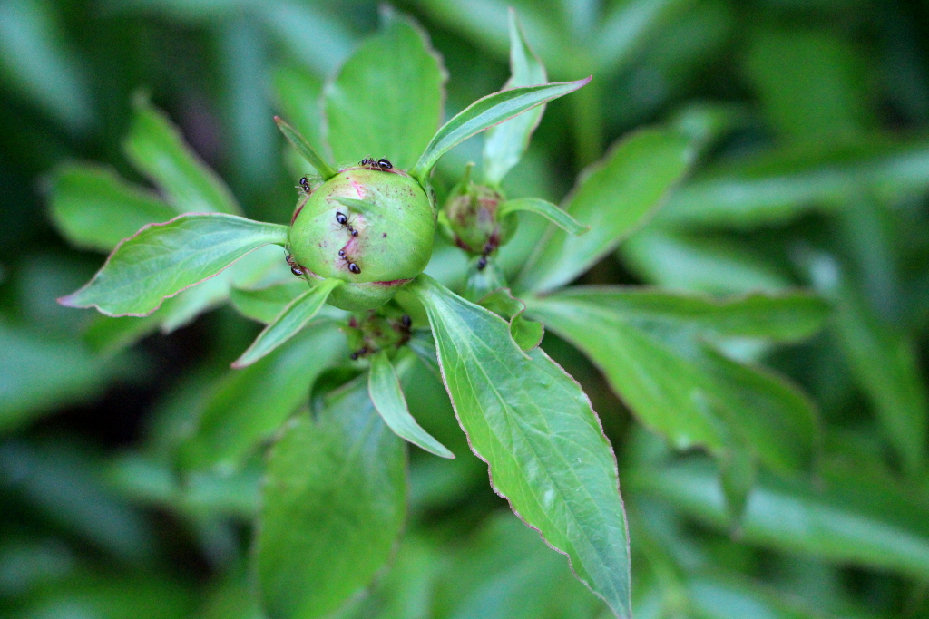 SD Peony Bud - Jamie Ridler Studios