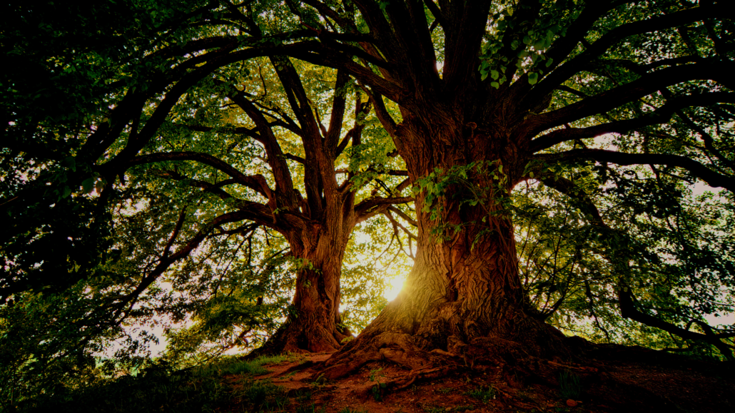 Academy Trees - Jamie Ridler Studios